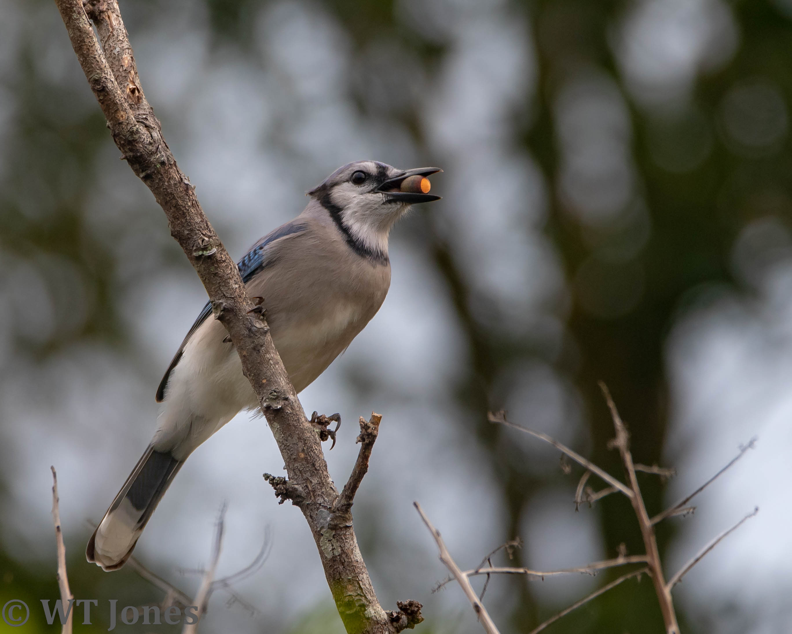 Fall’s Flourishes | Our Natural Places